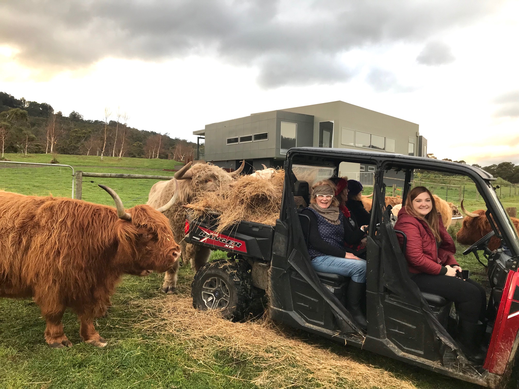 Highland Cattle - ATV Farm Tours - The Huon Valley Southern Tasmania