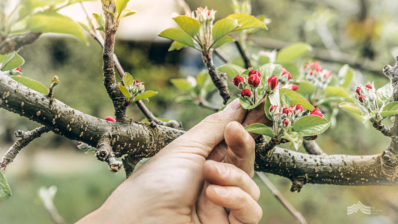 Rubigold: The world’s rarest apple? - The Huon Valley Southern Tasmania