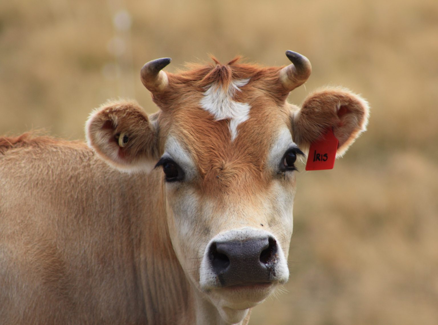 Fat Pig Farm - The Huon Valley Southern Tasmania
