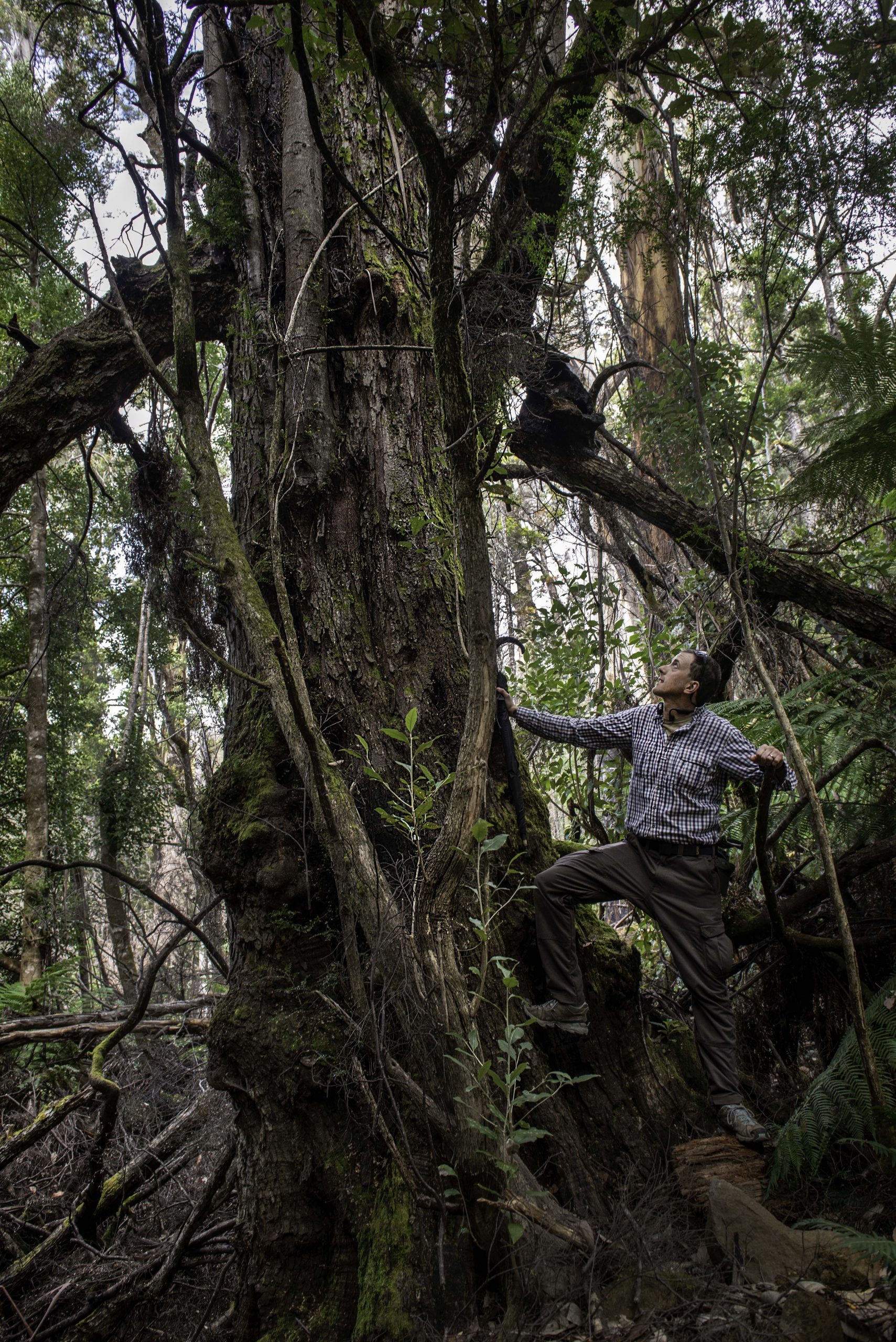 The secrets and magic of the Southern Forests - The Huon Valley ...