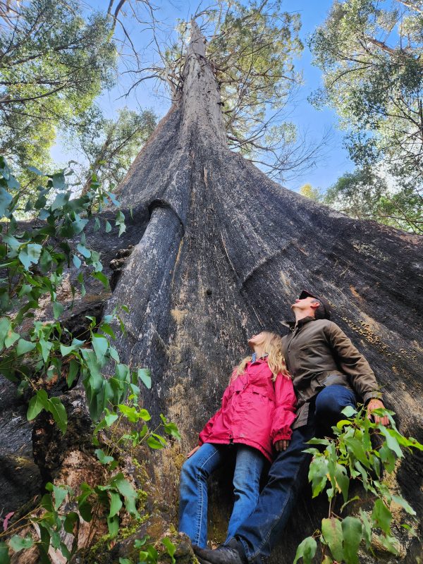 The secrets and magic of the Southern Forests - The Huon Valley ...