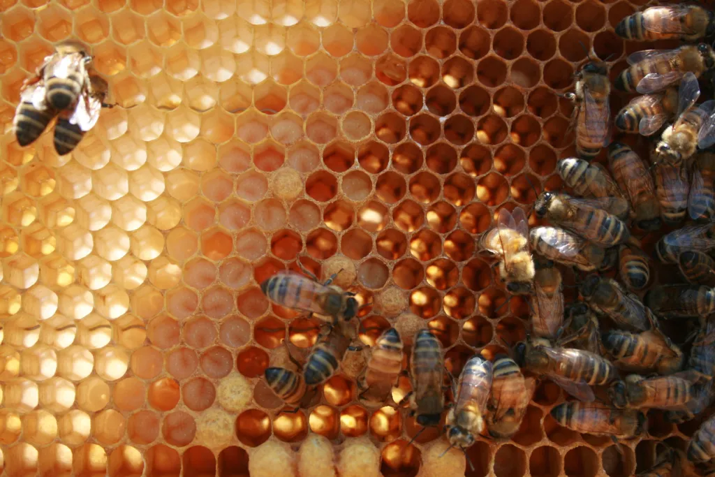 The secret Life of Bees - The Huon Valley Southern Tasmania